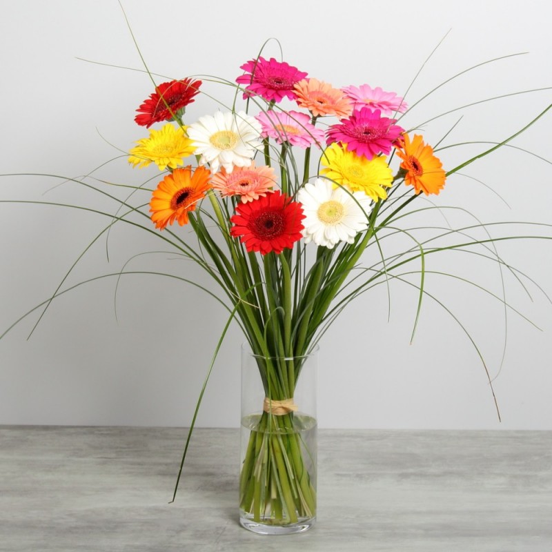 Bouquet de germinis aux couleurs variées