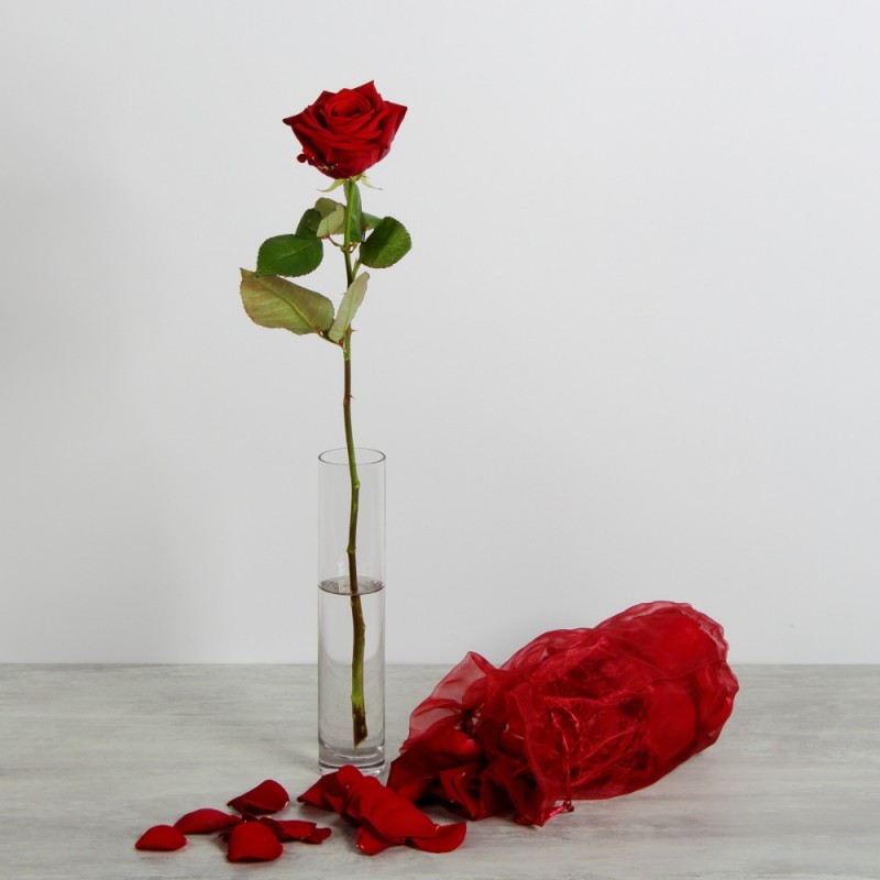 Pack Saint-Valentin avec rose rouge et pétales de roses